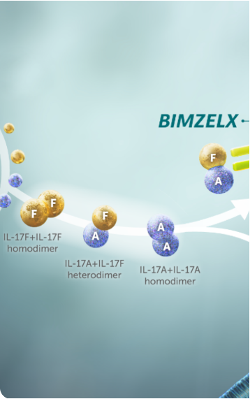 Mechanism of Action|BIMZELX® (bimekizumab-bkzx) First Dual Inhibitor of IL-17A + IL-17F